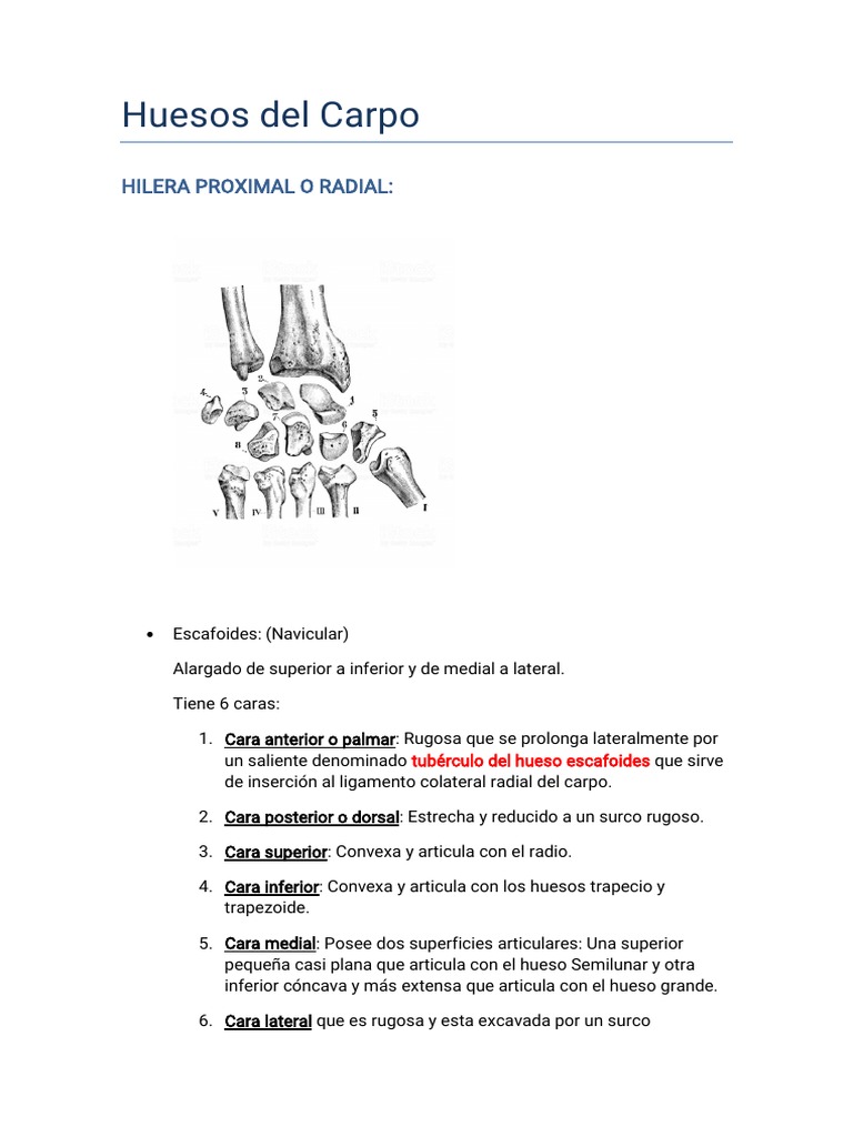 Anatomía de los Huesos del Carpo | PDF | Mano | Extremidades (anatomía)