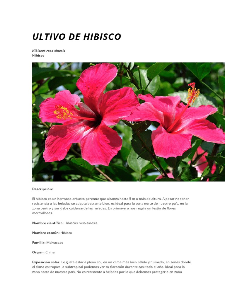 Cultivo y Cuidado del Hibisco | PDF | Planta de casa | Agricultura
