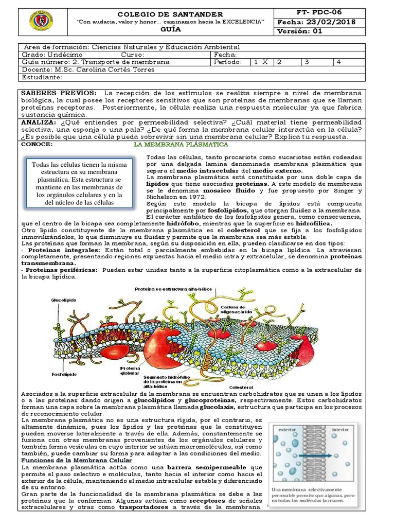 Proteínas Transmembrana De La Membrana Celular Ciencia Al Día
