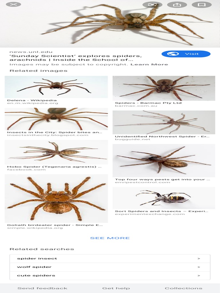 Spiders - Google Search 2 | PDF