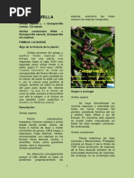 Cledium 300 mg: Usos y Efectos Secundarios | PDF | Osteoartritis ...