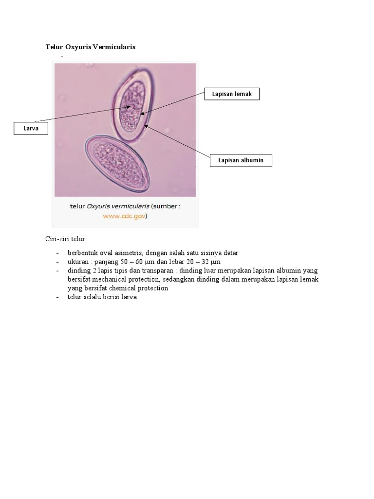 Telur Oxyuris Vermicularis | PDF