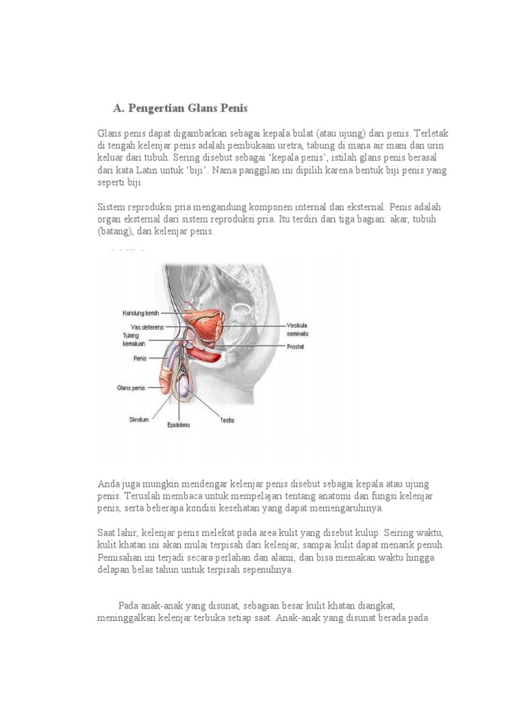 ANATOMY AND FUNCTIONS OF THE GLANS PENIS | PDF