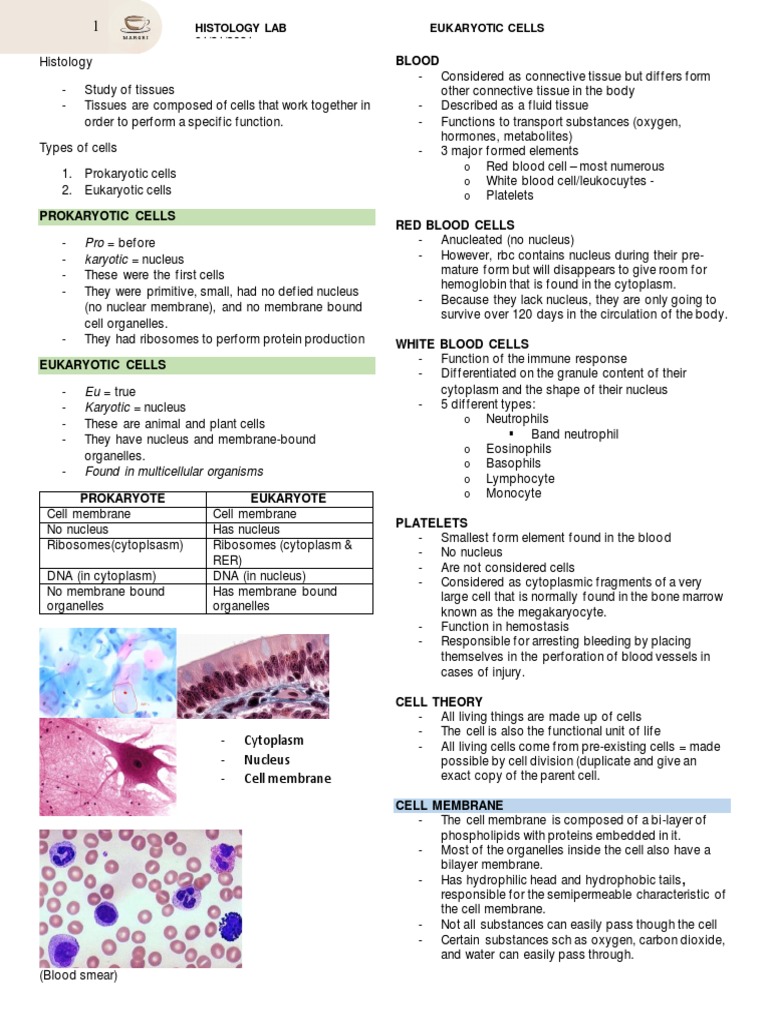 Pro Bef Ore Karyotic Nucleus: Blood | PDF | Cell Nucleus | Endoplasmic ...