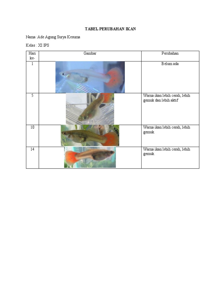 PKWU TABEL IKAN - Ade Agung XI IPS | PDF