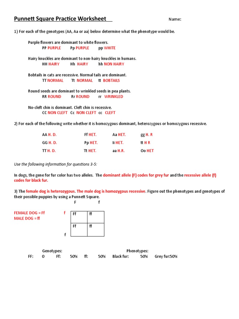 Punnett Square Practice Worksheet | PDF | Dominance (Genetics) | Genotype