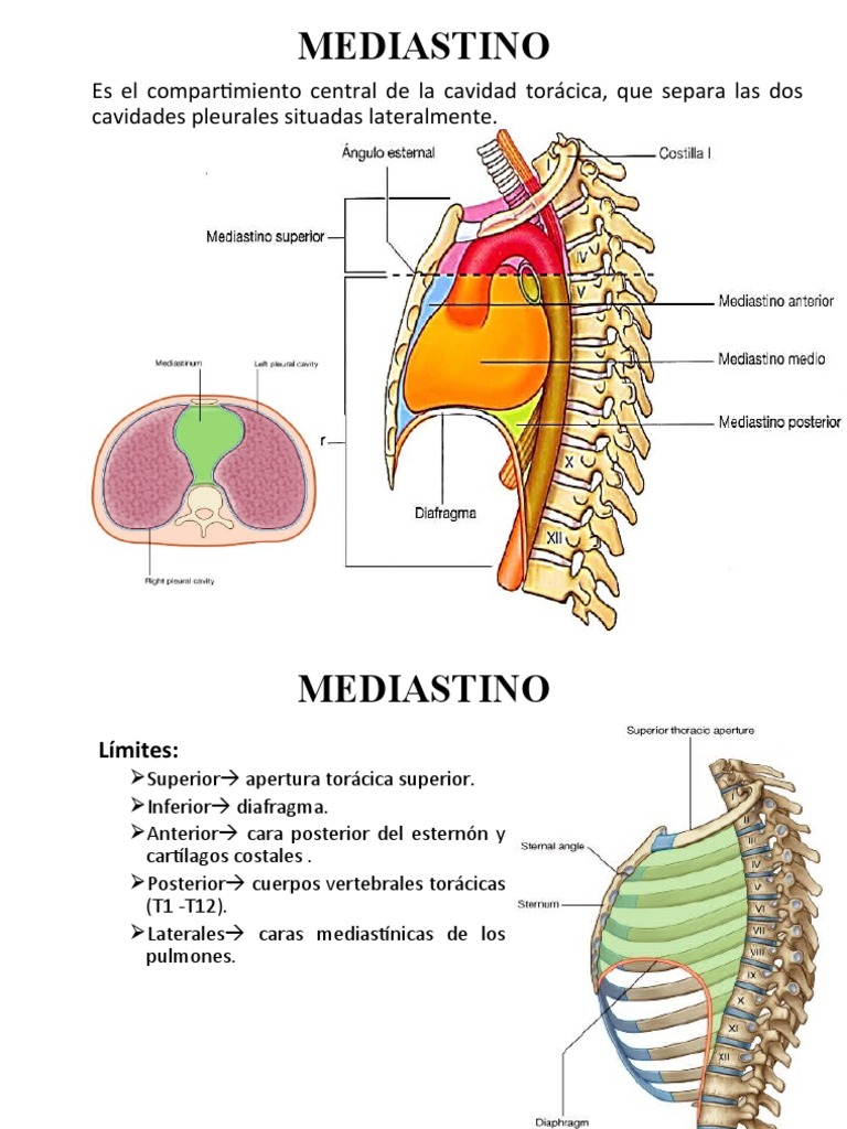Unidad II Mediastino Posterior (Autoguardado) | PDF | Aorta | Nervio vago