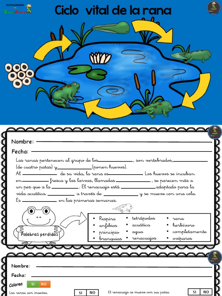 Ciclo de La Vida de Las Ranas | PDF