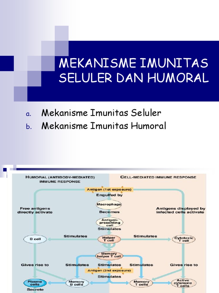 5a. Mekanisme Imunitas Seluler Dan Humoral | PDF | Antibody | T Cell