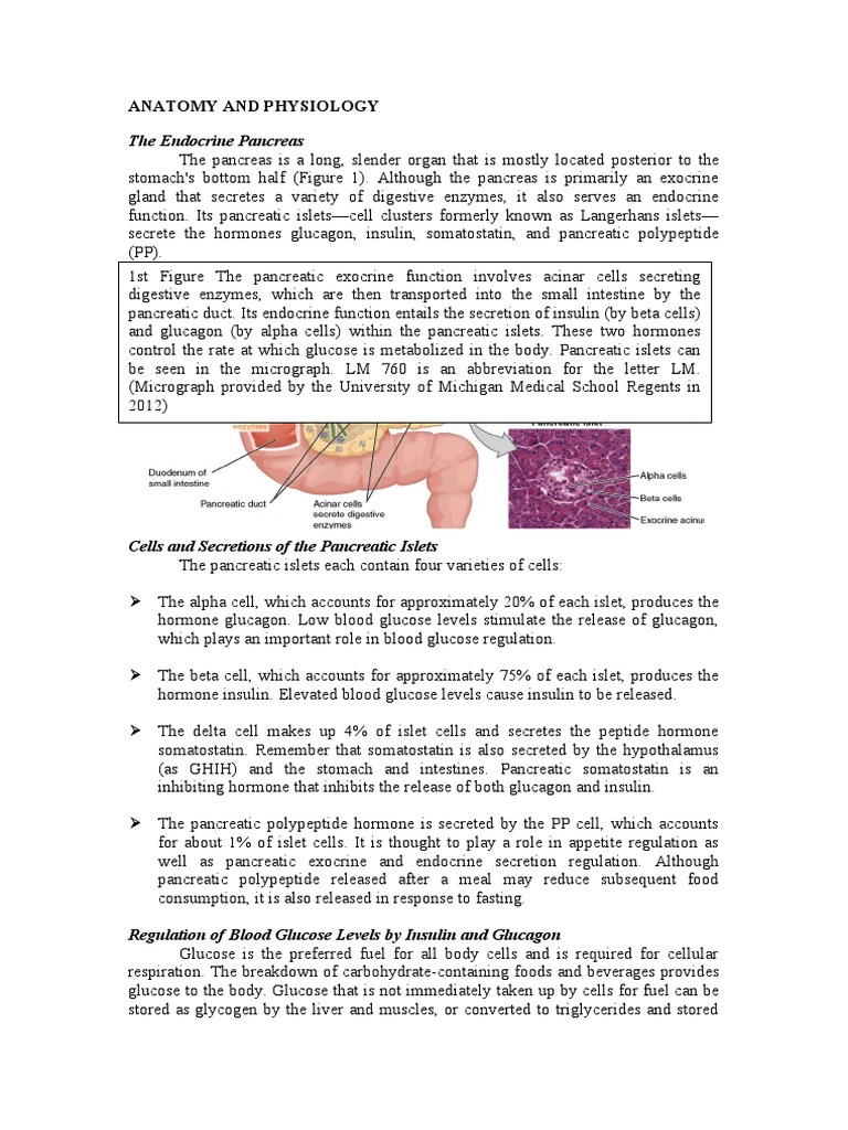 Anatomy and Physiology | PDF | Pancreas | Insulin