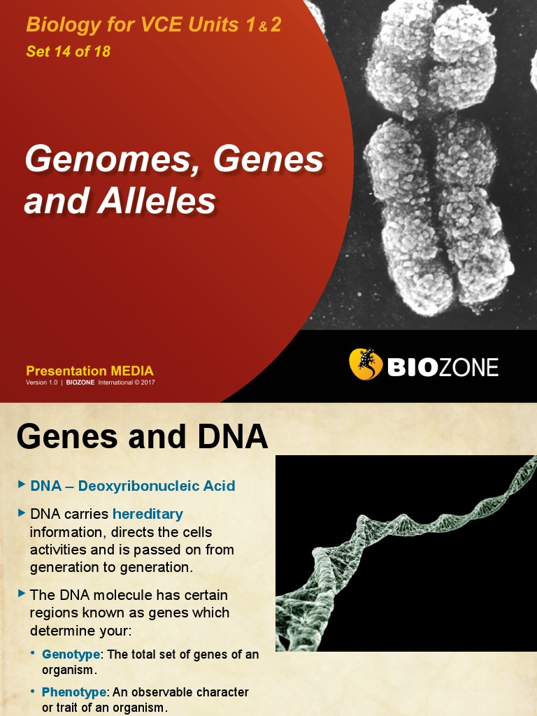 Genomes, Genes, and Alleles | PDF | Base Pair | Dna