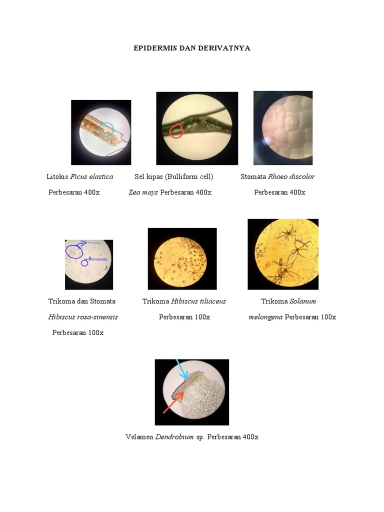 Epidermis Dan Derivatnya | PDF
