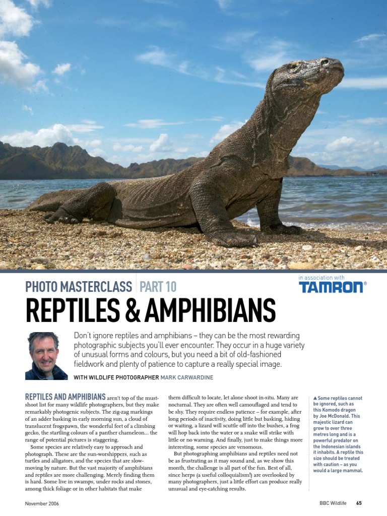 Reptiles & Amphibians: Photo Masterclass | PDF | Reptile | Flash (Photography)