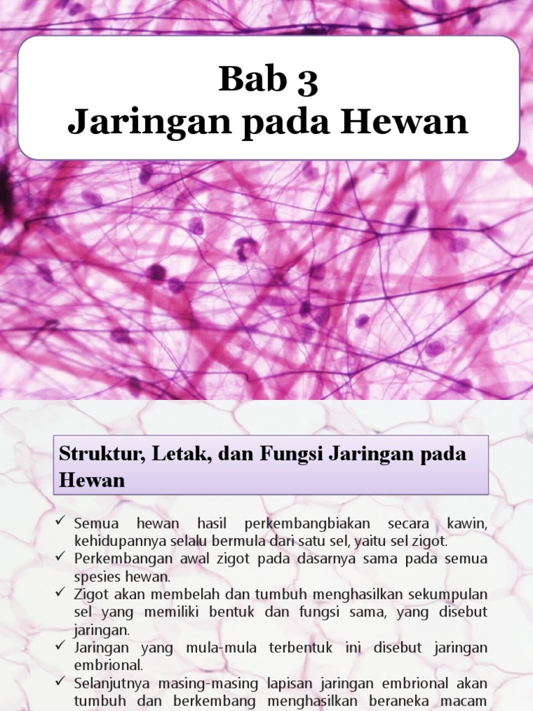 Jaringan Hewan dan Fungsinya | PDF | Kesehatan Holistik | Sains ...