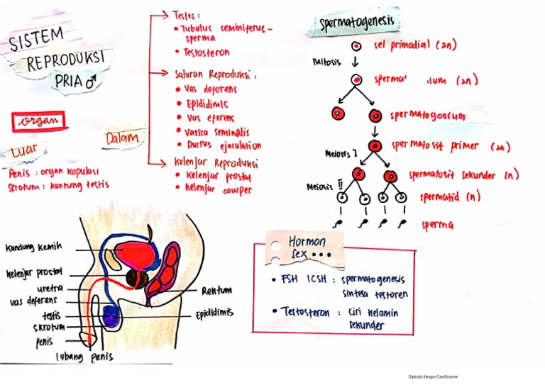 Mind Mapping Sistem Reproduksi Pria | PDF
