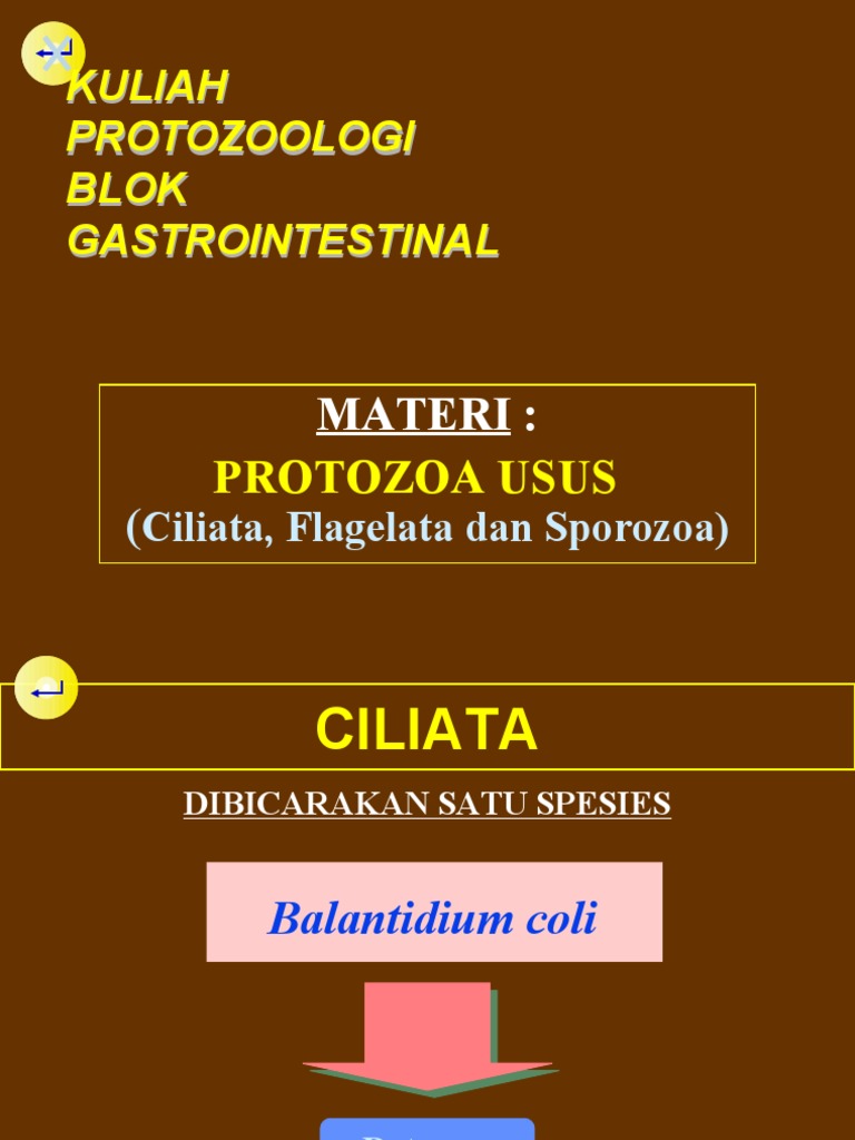 Protozoa Usus (Ciliata, Flagellata, Sporozoa) | PDF
