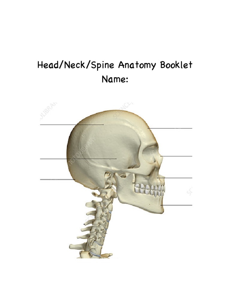 Anatomy of The Head Neck Spine Booklet | PDF | Vertebral Column ...