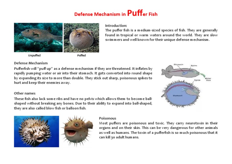 Defence Mechanism in Puffer Fish | PDF