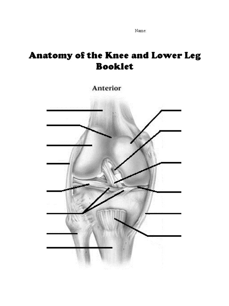 Anatomy of The Knee Booklet | PDF | Knee | Dance Science
