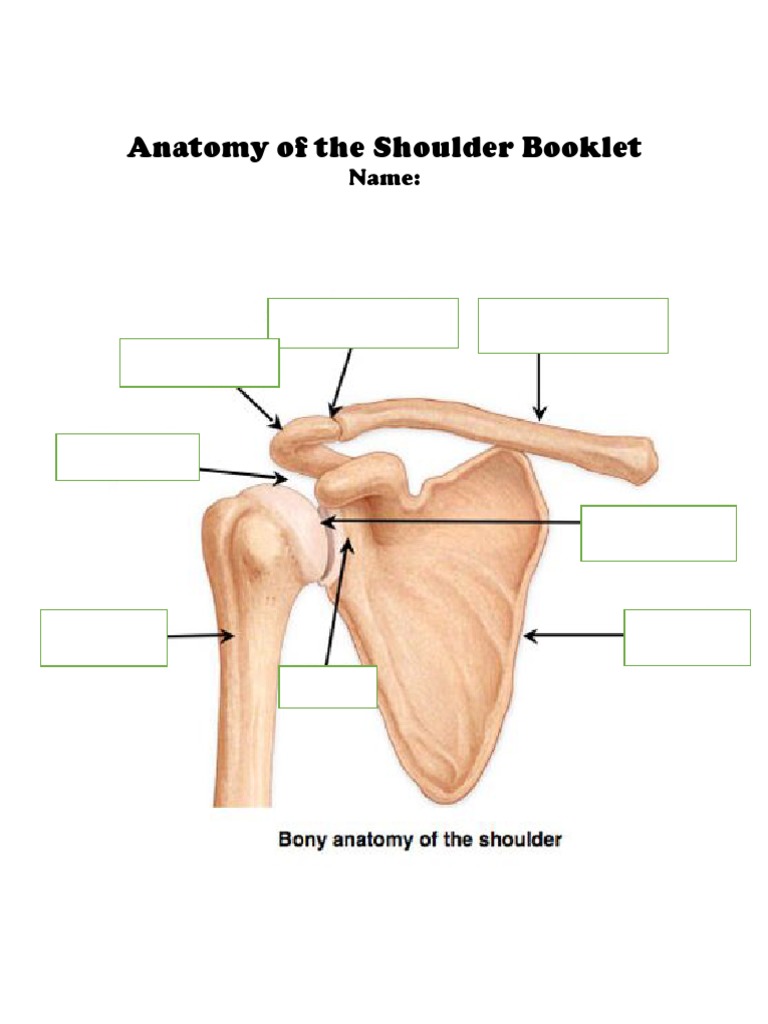 Anatomy of The Shoulder Booklet | PDF | Elbow | Arm