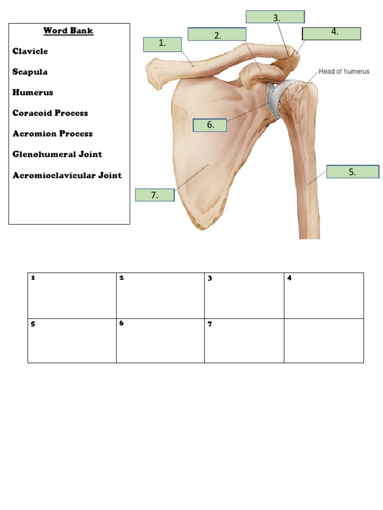 Shoulder Anatomy Interactive Worksheet | PDF