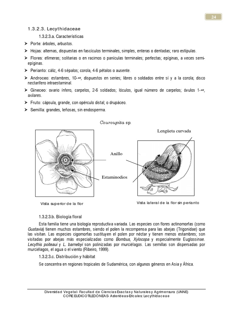 Lecythidaceae | PDF | Flores | Plantas