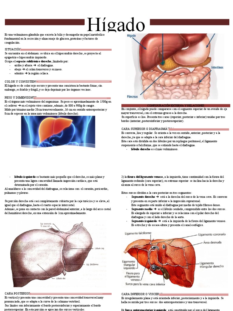 Higado | PDF | Hígado | Anatomía humana