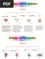 Triptico Del Sistema Excretor | PDF | Sistema urinario | Riñón