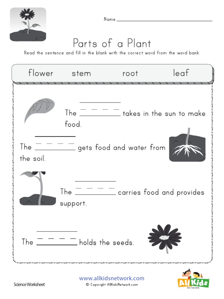 Parts of A Plant: Stem Root Leaf Flower | PDF