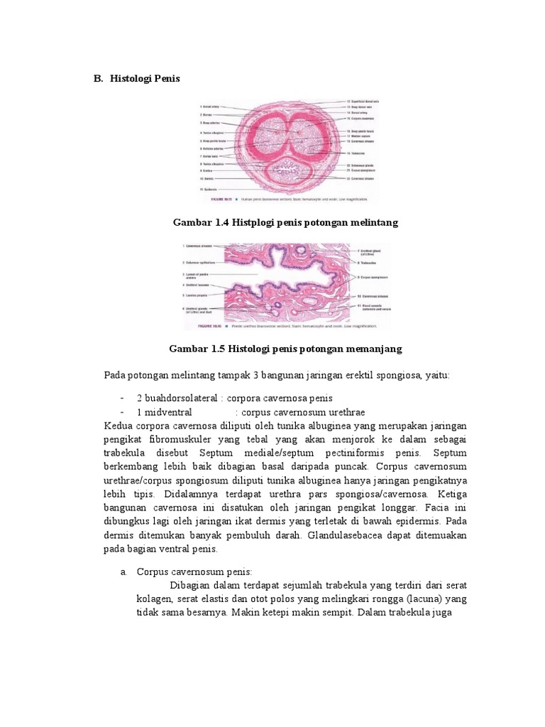 B. Histologi Penis | PDF