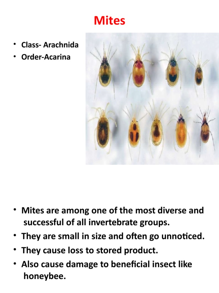 Mites: - Class-Arachnida - Order-Acarina | PDF | Insects | Agriculture