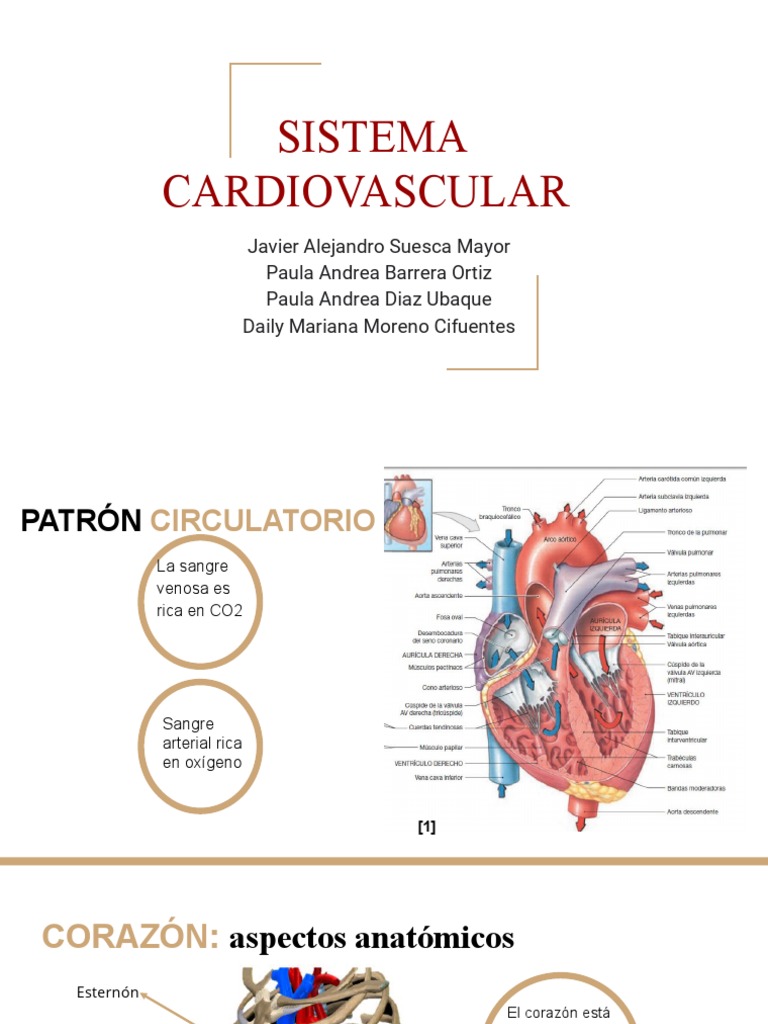 7 - Cardiovascular 1 | PDF | Corazón | Nervio vago