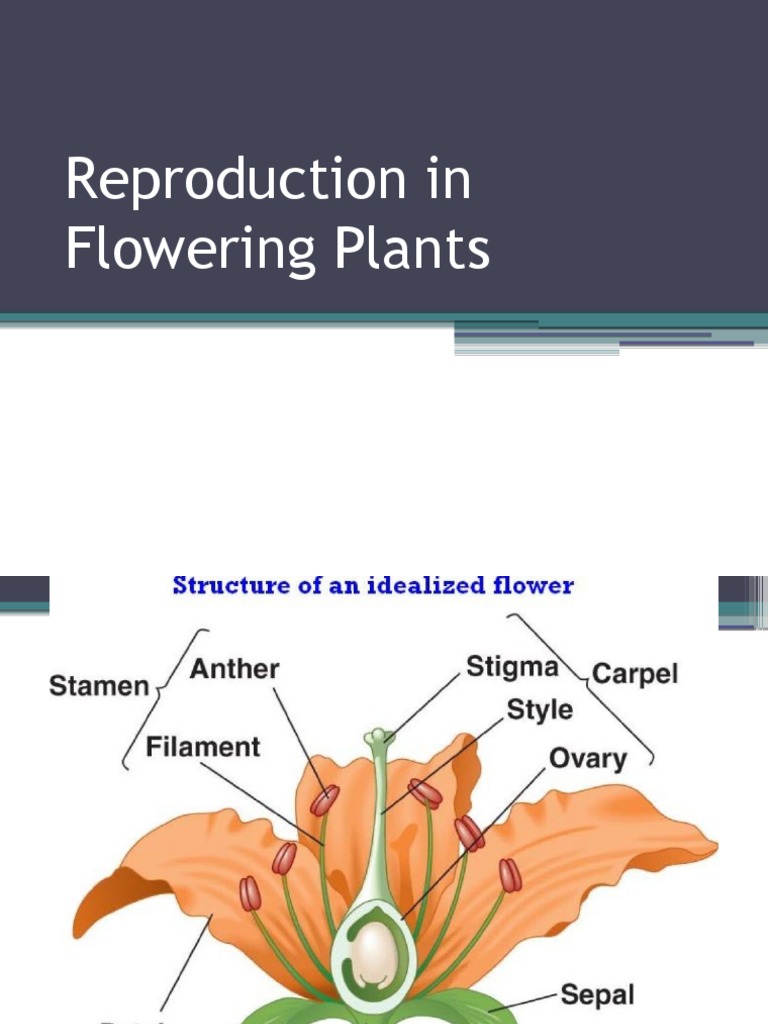 Flowering Plants | PDF