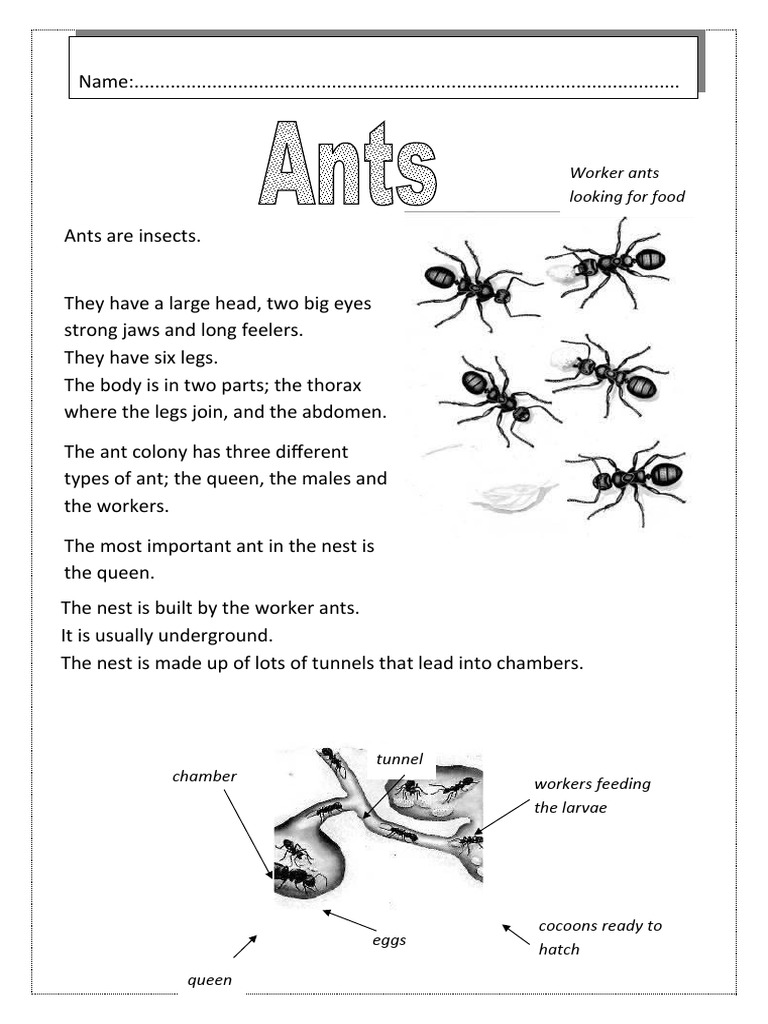 Worker Ants Looking For Food | PDF | Ant | Nest