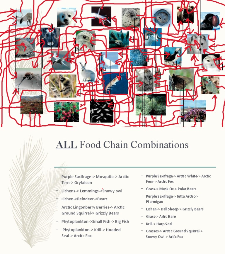 Arctic Food Webs Biology | PDF