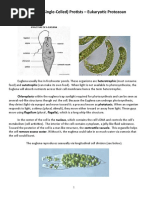 Structure and Life Cycle of Paramecium | PDF | Biology | Cell Biology