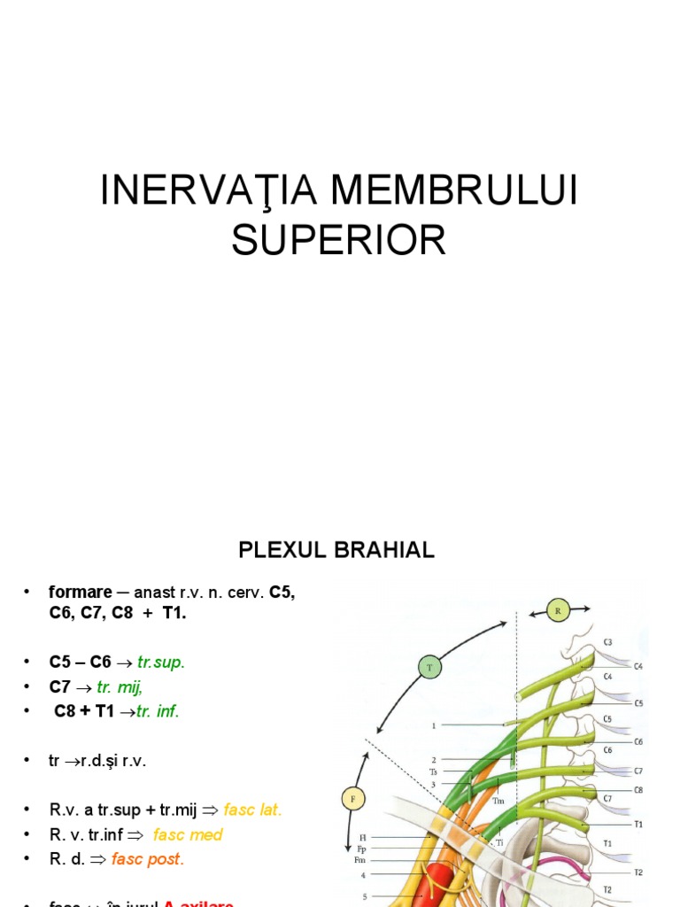 Cursul 6 - Inervatia Membrului Superior | PDF