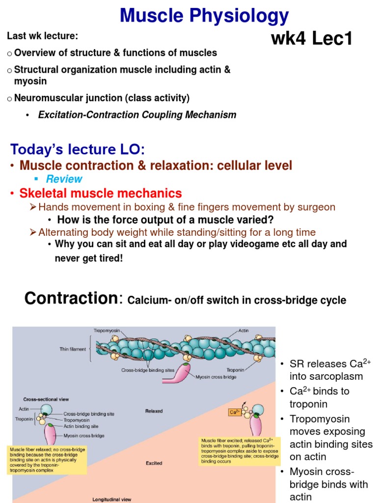 Lect 1-Muscle Mechanics | PDF | Muscle Contraction | Skeletal Muscle
