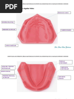 Anatomía de La Arcada Superior e Inferior de Un Paciente Edéntulo | PDF ...