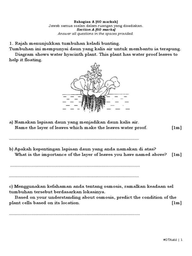 Test 1 Bio F5 P2 Section A Question | PDF | Stoma | Leaf