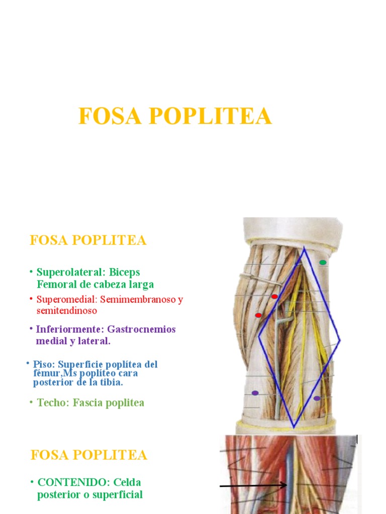 Anatomía y Contenido de la Fosa Poplítea | PDF | Estudios de idiomas ...