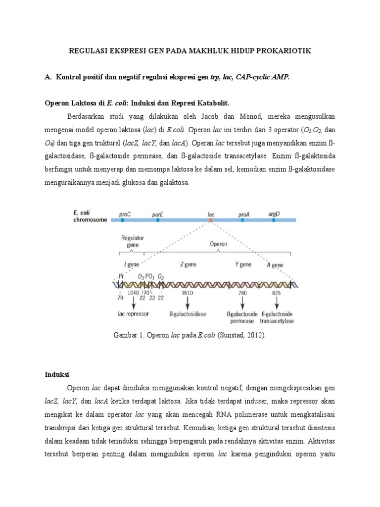 Regulasi Ekspresi Gen Pada Makhluk Hidup Prokariotik | PDF