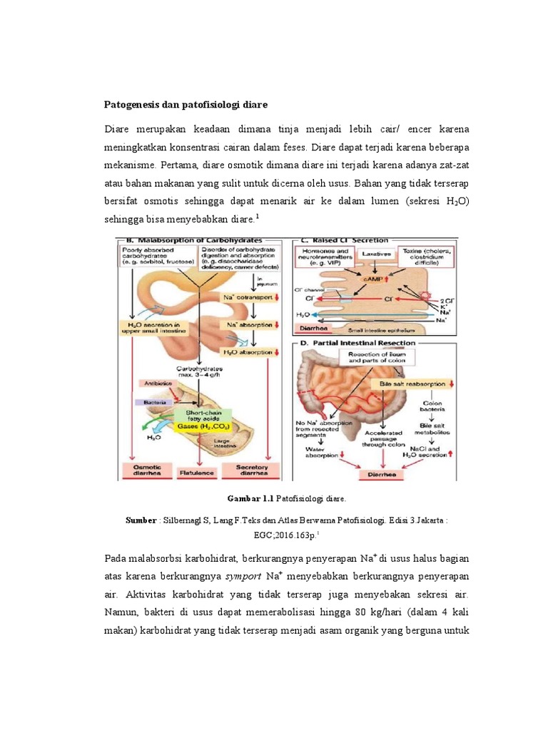 Patofisiologi Diare: Osmotik dan Sekretorik | PDF