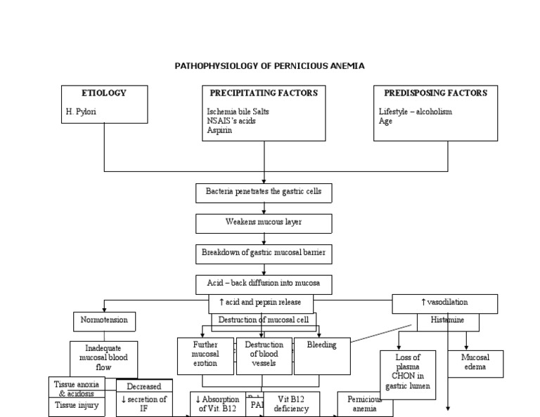 PATHOPHYSIOLOGY OF PERNICIOUS ANEMIA | Stomach | Anemia
