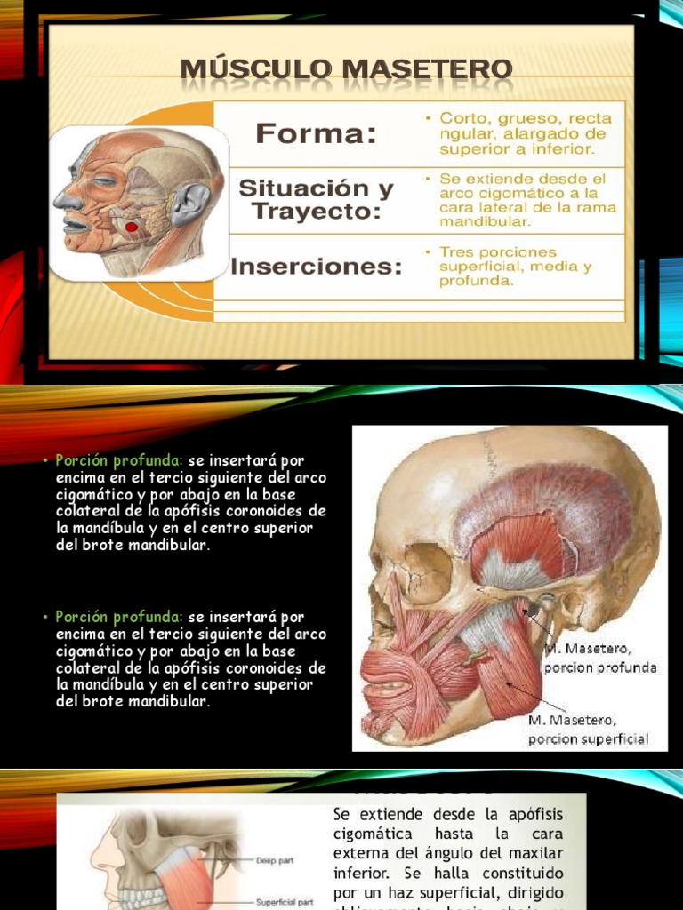Músculo Masetero | PDF