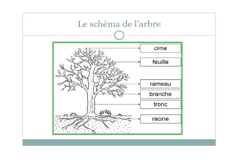 Le Schéma de L'arbre | PDF