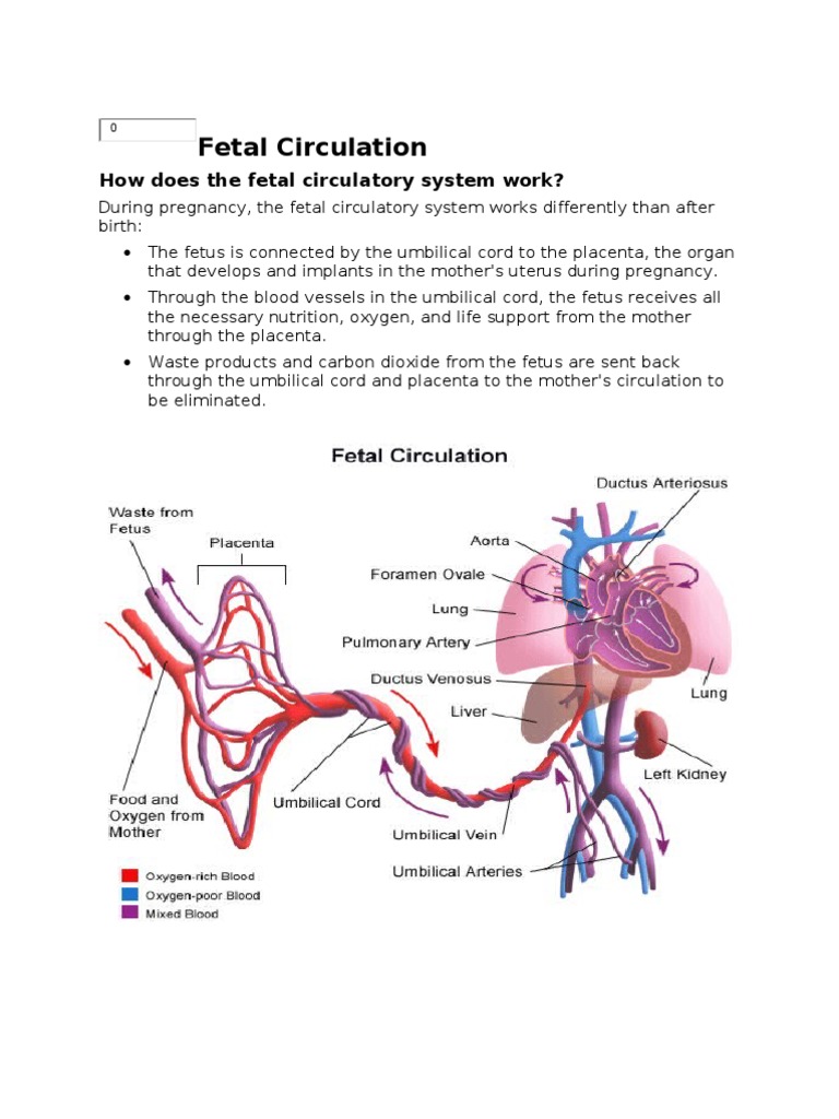 Fetal Circulation