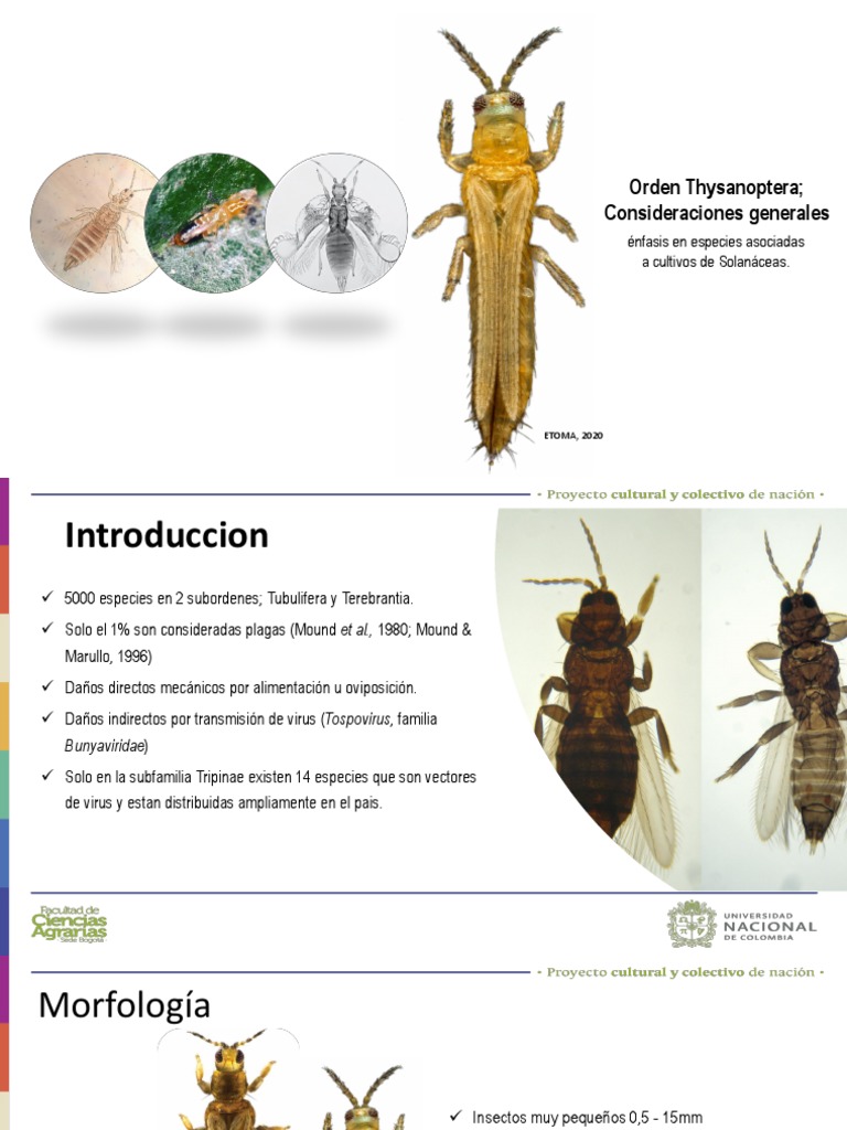 Thysanoptera 1presentacion | PDF | Insectos | Naturaleza