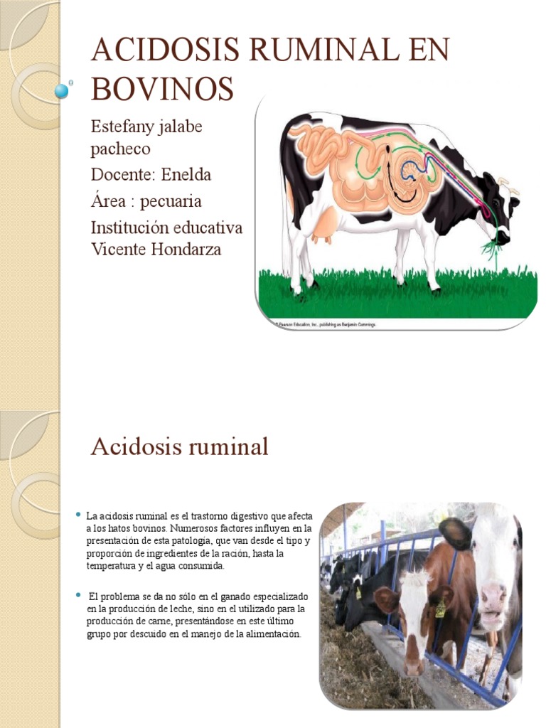 Acidosis Ruminal en Bovinos: Causas y Tratamiento | PDF | Vacas | Sangre