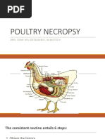 Poultry Necropsy Manual PDF | PDF | Organ (Anatomy) | Gastroenterology